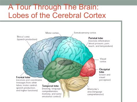 General Psych Neurobiological Bases Ppt