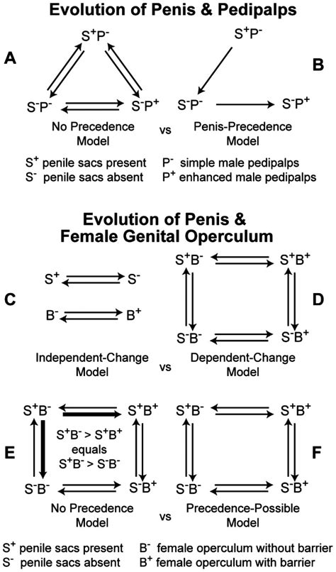 A No Precedence Model Of Male Morphological Evolution Versus B