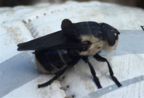 Bot Flies In Squirrels What To Do A Quick Guide For Worried Wildlife Enthusiasts Whats