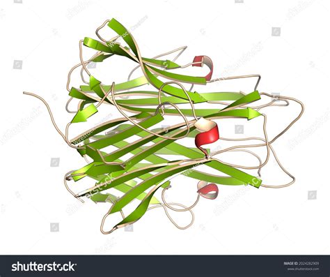 Tumor Necrosis Factor Alpha Tnf Cytokine Stock Illustration 2024282909