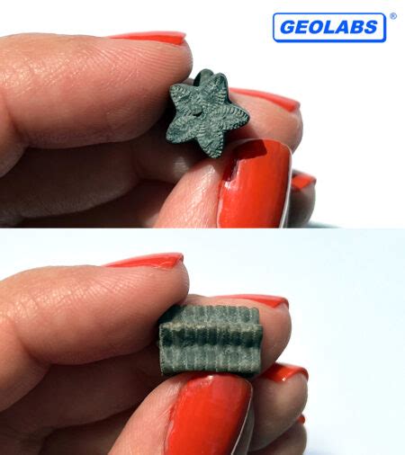 Finding Of A Well Preserved Fossil Of Crinoids At Geolabs Limited News