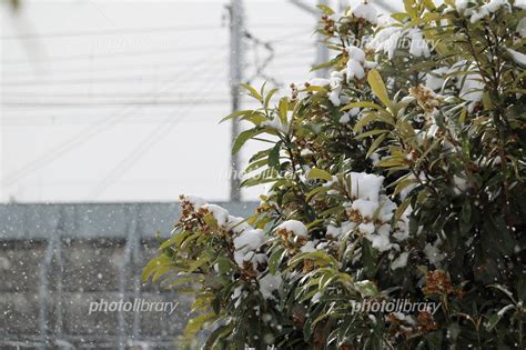 雪の日 写真素材 4829420 フォトライブラリー Photolibrary