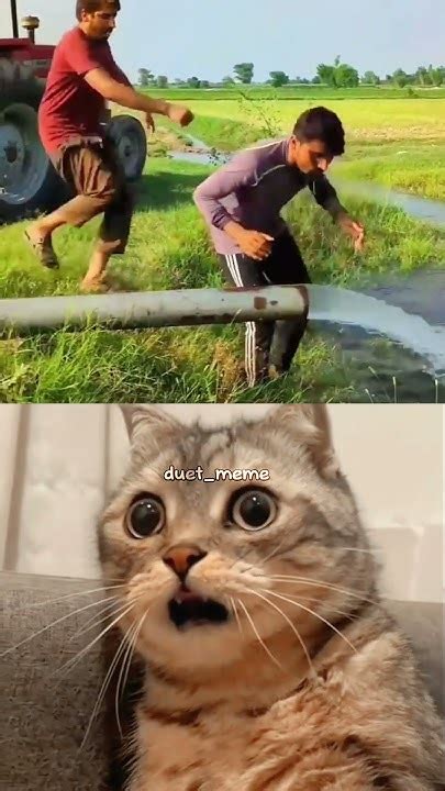 🐈 Yt Shortsvideo Cat Catvideos Youtube