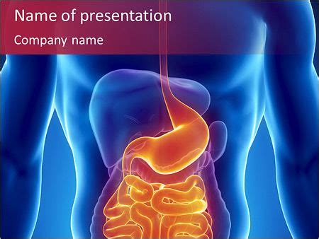 Digestive System PowerPoint Template Powerpoint Templates Google Slides Template Templates