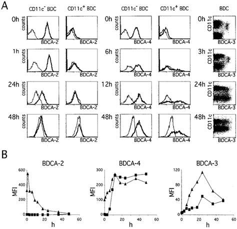 Expression Of Bdca 2 Bdca 3 And Bdca 4 On Purified Bdc After Various