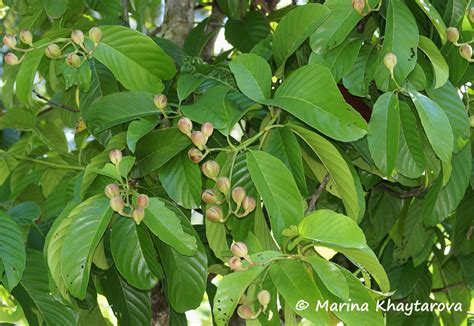 Trees Of Tropical Asia Dillenia Excelsa