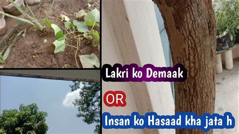 Jasy Demak Lakri Ko Kha Jata H Asy Hasaad Insan Ko Kha Jata Hmany
