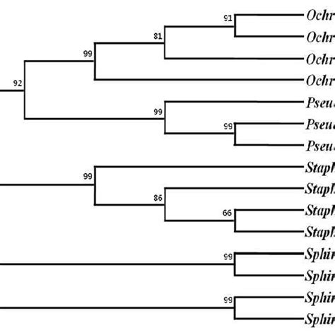 Phylogenetic Tree Of Sphingobacterium Sp Sw 09 And Staphylococcus Sp