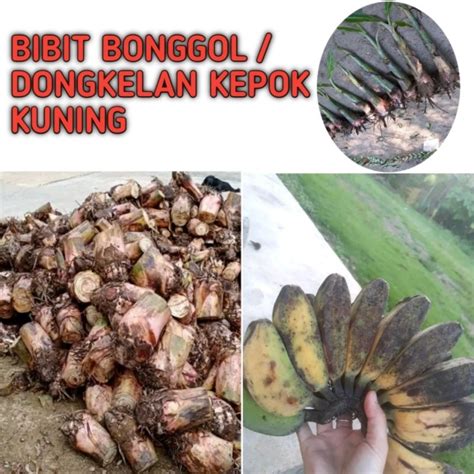 Jual Bibit Bonggol Pisang Kepok Kuning Super Shopee Indonesia