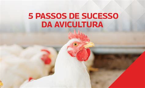 Os 5 Passos Para Uma Granja De Aves Mais Produtiva ALD Arcotherm