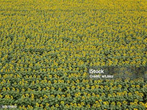 여름 석양 개화의 Agricultured 필드에 무인 항공기에서 조류의 눈 보기 0명에 대한 스톡 사진 및 기타 이미지 0명