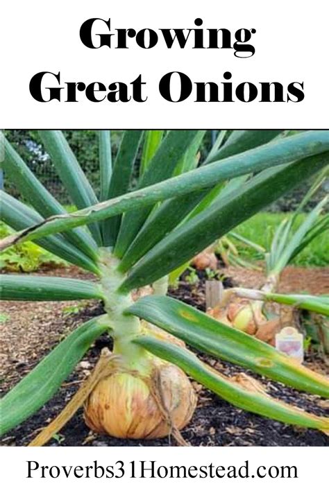 11 Tips For Growing Great Onions Proverbs 31 Homestead