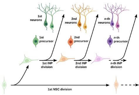 4 A More Complete View Of Neural Fate Patterning Neurogenesis Via Download Scientific Diagram