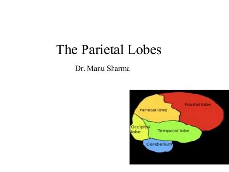 Parietal Lobe Ppt