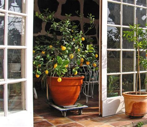 Citronnier En Pot Plantation Arrosage Taille Et Entretien