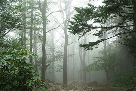 안개숲 유토이미지 상세페이지 베이직샵 사진 20454501