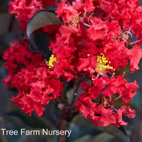 Lagerstroemia Black Diamond Blush Urban Tree Farm Nursery