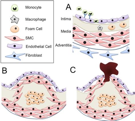 Figure From Dissecting The Roles Of Periostin And Tgfbi In Cardiovascular Disease Semantic