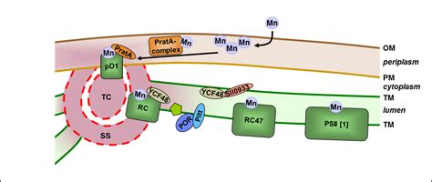 Biogenesis Of The Thylakoid Membrane Molecular Plant Science Lmu Munich