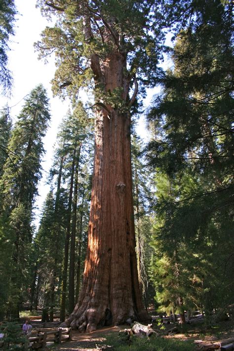 Sequoia National Park California Giant Sequoias Are The World S