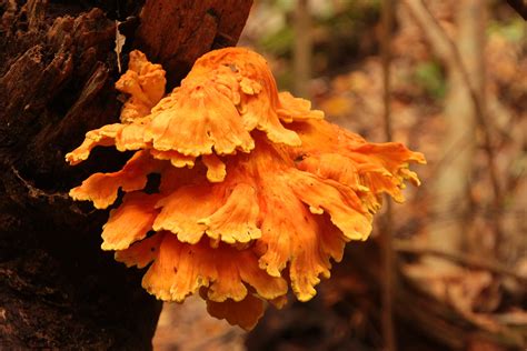 P Fungi Pictures Focus On Foreground Mushroom Fungus Fungus On Trees Tree Tree Fungi