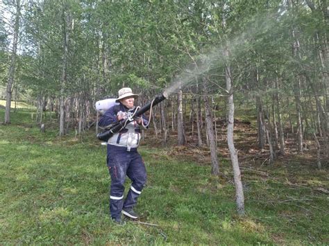 Завхан аймагт ойн хөнөөлт шавжтай тэмцэх ажлыг зохион байгуулж байна