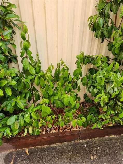 Whats Wrong With My Viburnum Rgardeningaustralia
