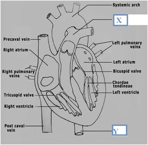 Describe The Internal Structure Of Human Heart