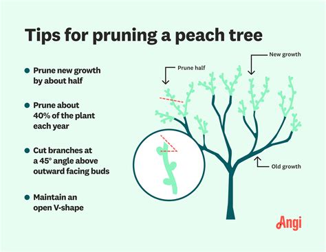 How To Prune A Peach Tree Expert Tips For Lush Growth My Indoor Flora