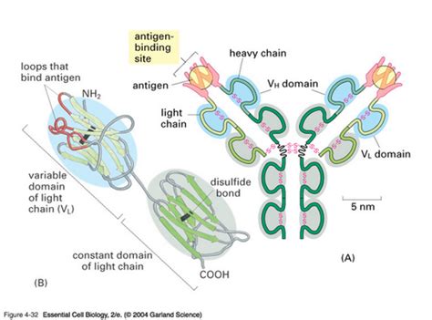 Immunology Lecture Flashcards Quizlet