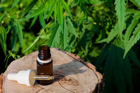 대마초 배경에 Cbd 오일 의 병 웰빙 대마 칸 나비 디올 프리미엄 마리화나 제품 추출 Cbd와 의료 대마초 복사 공간을 위한