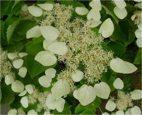 紫陽花岩絡みイワガラミアジサイ茨城水戸涸沼
