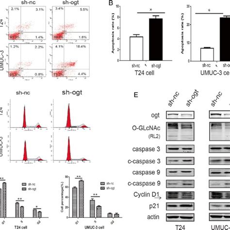 Reduction Of Ogt Promoted Bladder Cancer Cell Apoptosis And Inhibited