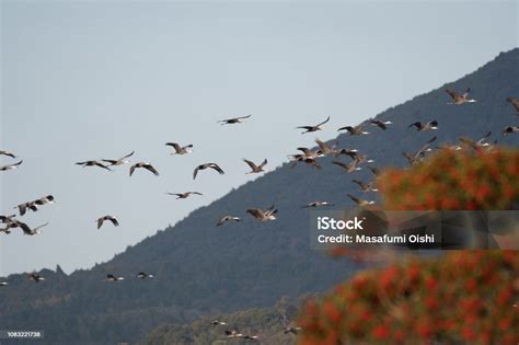 두건된 Cranes 이즈미 시 가고시마 현 일본에에서 도착 하는 0명에 대한 스톡 사진 및 기타 이미지 0명 The