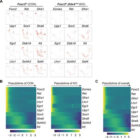 Figures And Data In Identification Of Quiescent Foxc2 Spermatogonial
