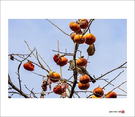 감나무 직박구리와 박새