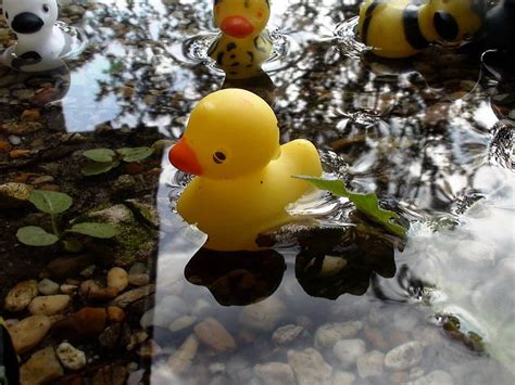 Rubber Duck Duck Toy Puddle Water Hd Wallpaper Peakpx 57 Off