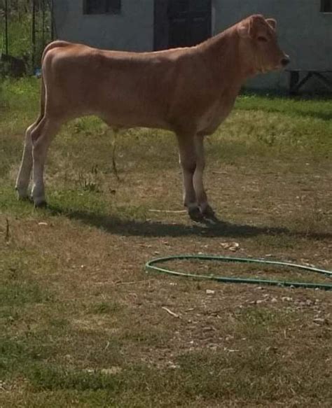 საქონლის ყიდვა გაყიდვა გორში