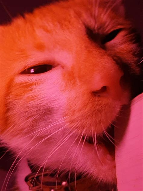 Discover More Like Cat Munch And Related Content Scrolller