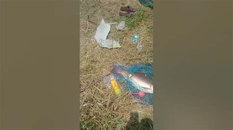 ចូលគីឡូ ធ្ងន់ ត្រី កាប លេងនៅប្លង់ចាស់ដ៏ដែល Youtube