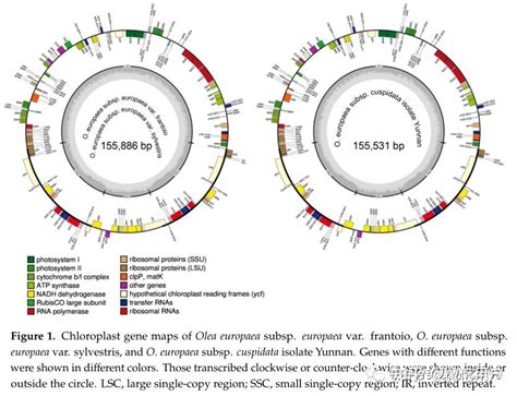 橄榄叶绿体基因组变异与进化分析 知乎