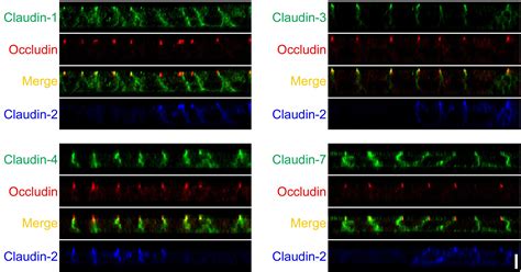 Claudin 3 Antibody 34 1700