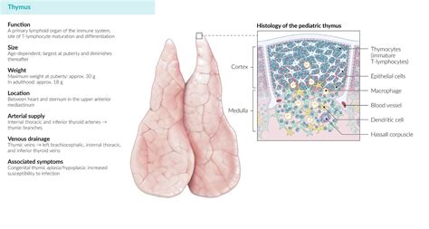 Thymus Histology Diagram