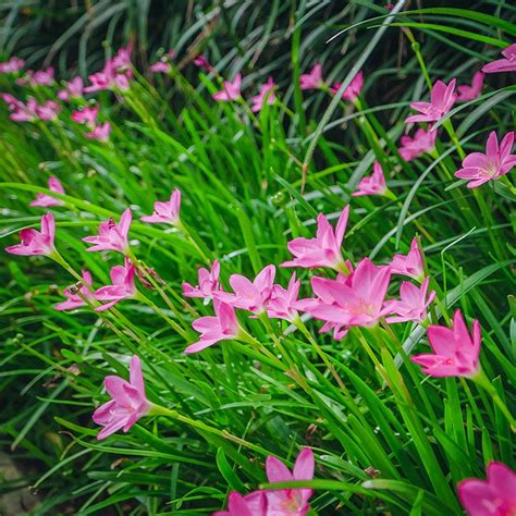 Pink Lilies Garden