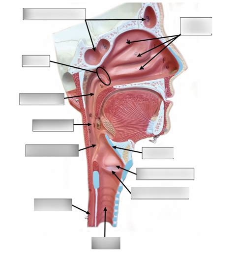Pharynx Diagram Quizlet