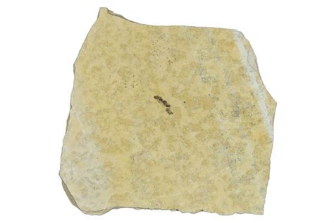 18 Fossil Insect Hymenoptera France 290715 For Sale