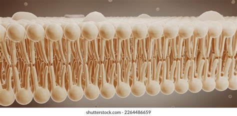 Lipid Bilayer Membrane Images Stock Photos Vectors Shutterstock