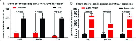 Effects Of Corresponding Sirna Or Pcdna On Pandar Expression The