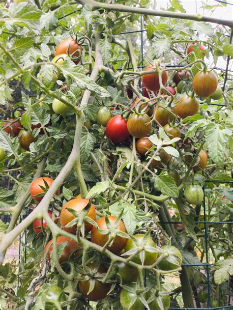 Mini Kumato Tomato Seeds Heritage Hobby Seed Ark