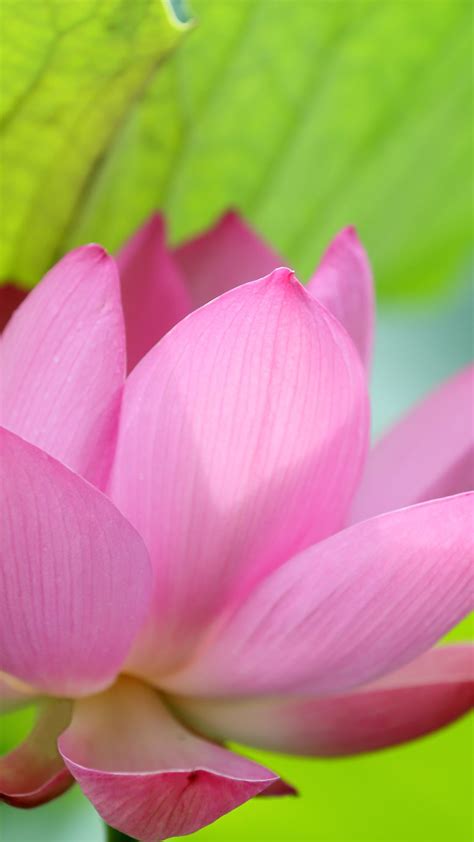Hd Wallpaper 4 Naturaleza